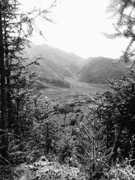 A guide to white tea | Canton Tea